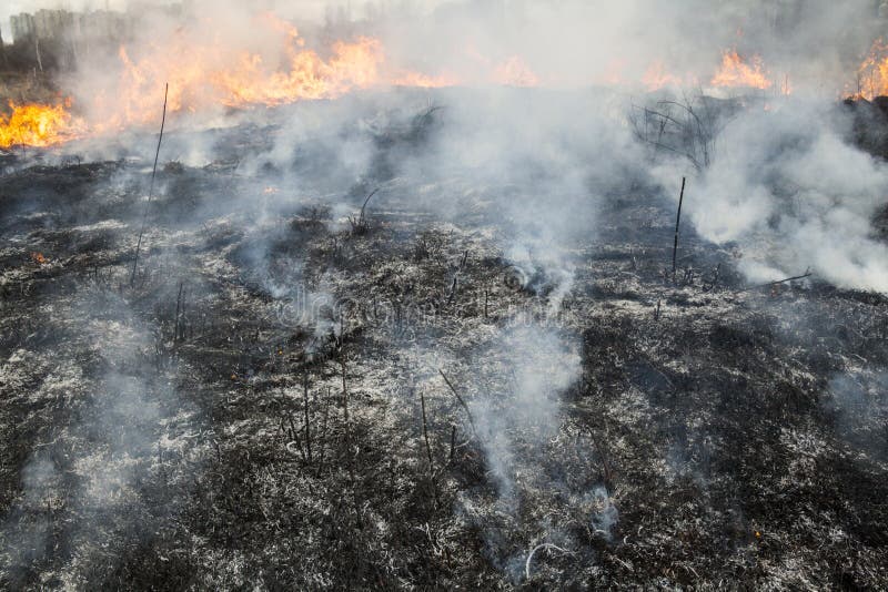 Big fire in the field stock photo. Image of calamity - 172505556