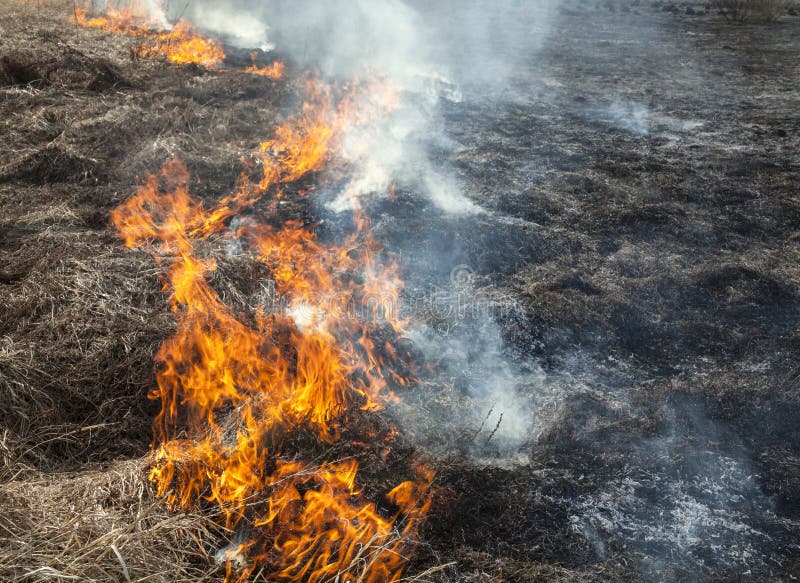 Big fire in the field stock photo. Image of ashes, burn - 149324796