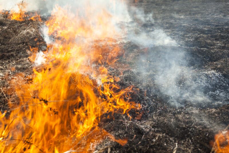 Big fire in the field stock image. Image of consume - 179811971