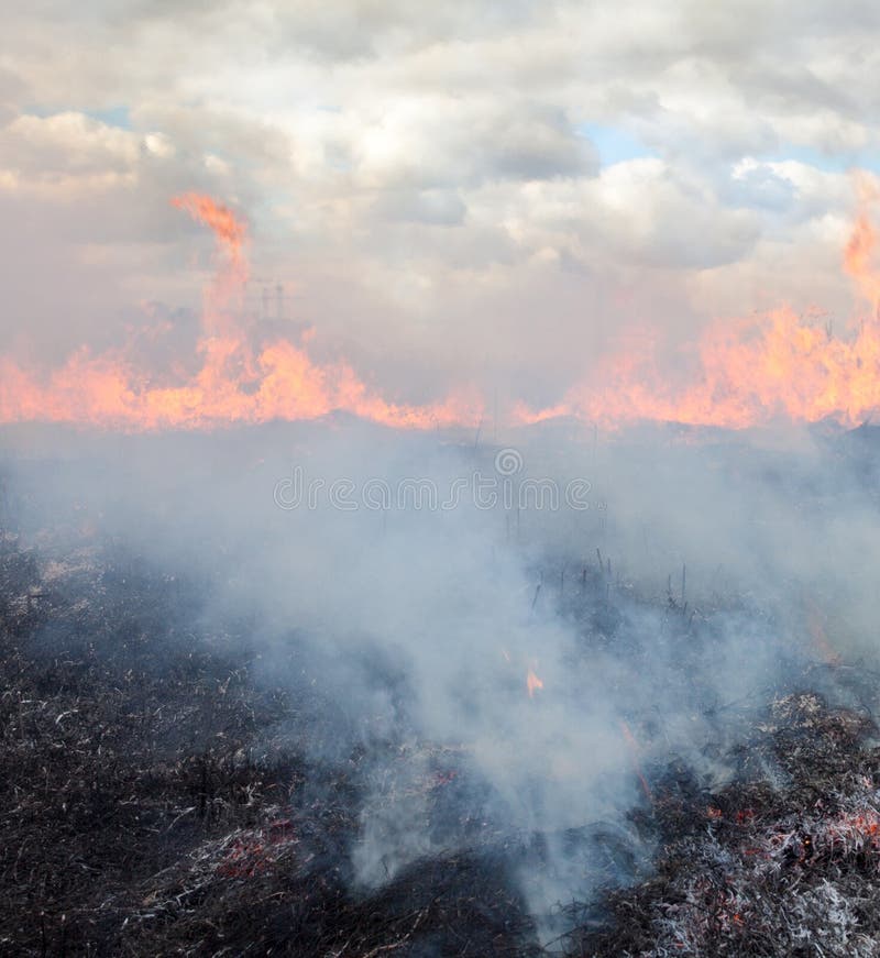The big fire in the field stock photo. Image of blaze - 179758004