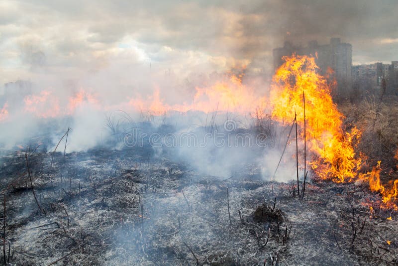 The big fire in the field stock photo. Image of charry - 184179332