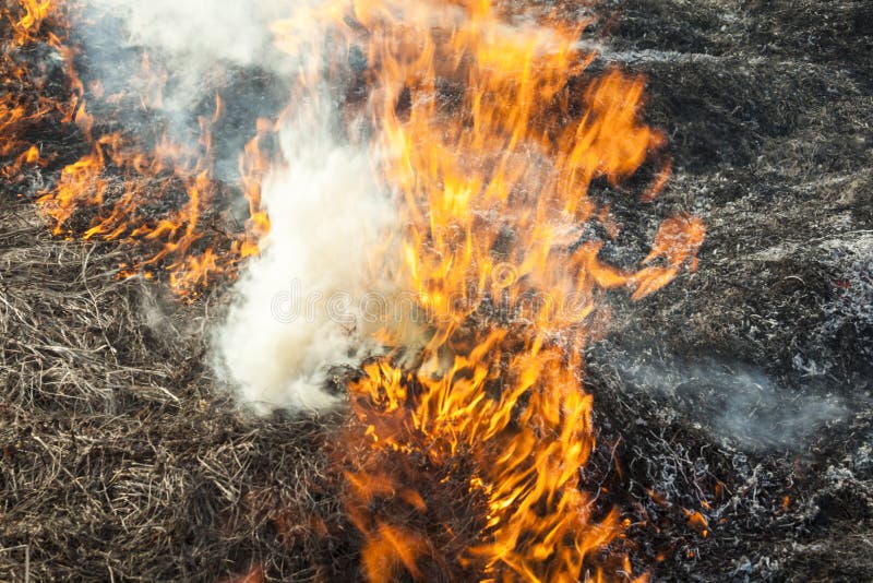 Big fire in the field stock image. Image of ashes, conflagration ...