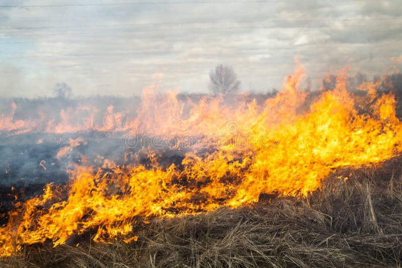 Big fire in the field stock image. Image of danger, destruction - 179501749