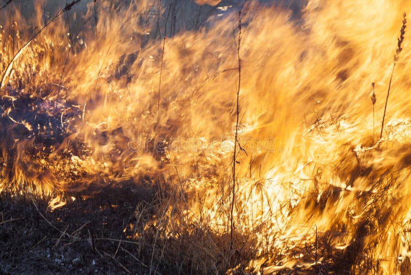 Big fire in the field stock photo. Image of burn, flare - 153172248