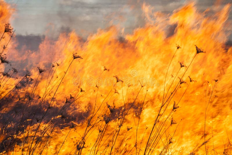 Big fire in the field stock image. Image of blaze, burnt - 153204543