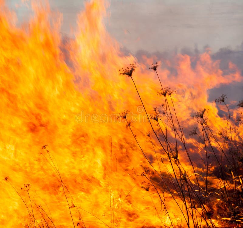 Big fire in the field stock photo. Image of grassland - 172444682