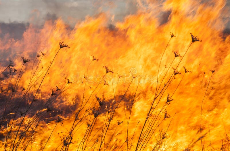 Big fire in the field stock image. Image of environmental - 172458131