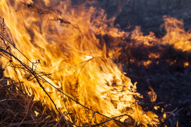 Big red fire in field stock photo. Image of wilderness - 4967208