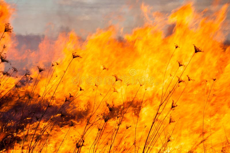 Big fire in the field stock image. Image of calamity - 183297319