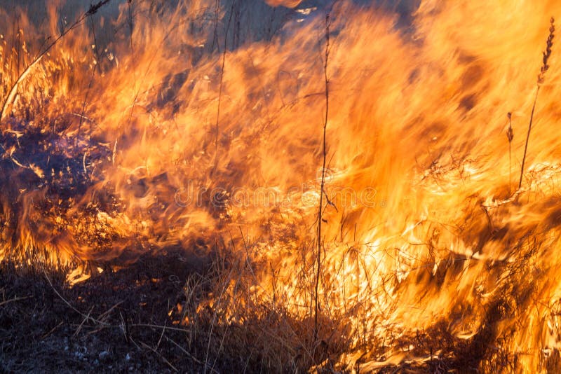 Big fire in the field stock image. Image of fire, conflagration - 183453787