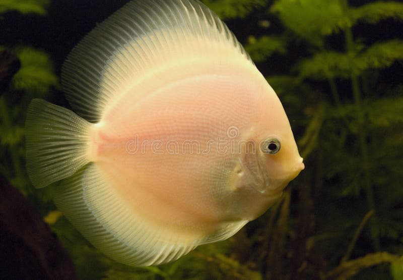 Big fish stock image. Image of white, plants, fish, fascination - 12448895