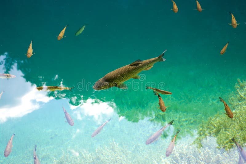 Redfish Underwater Chasing Lure Stock Photo - Image of fishing, fish ...