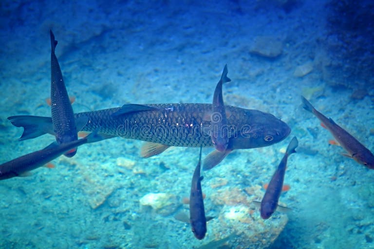 82,555 Big Tittied Fish Stock Photos - Free & Royalty-Free Stock Photos ...