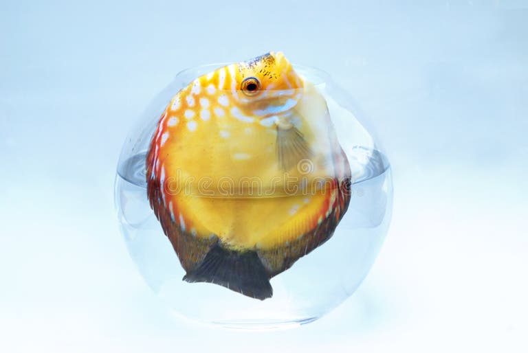 82,555 Big Tittied Fish Stock Photos - Free & Royalty-Free Stock Photos ...