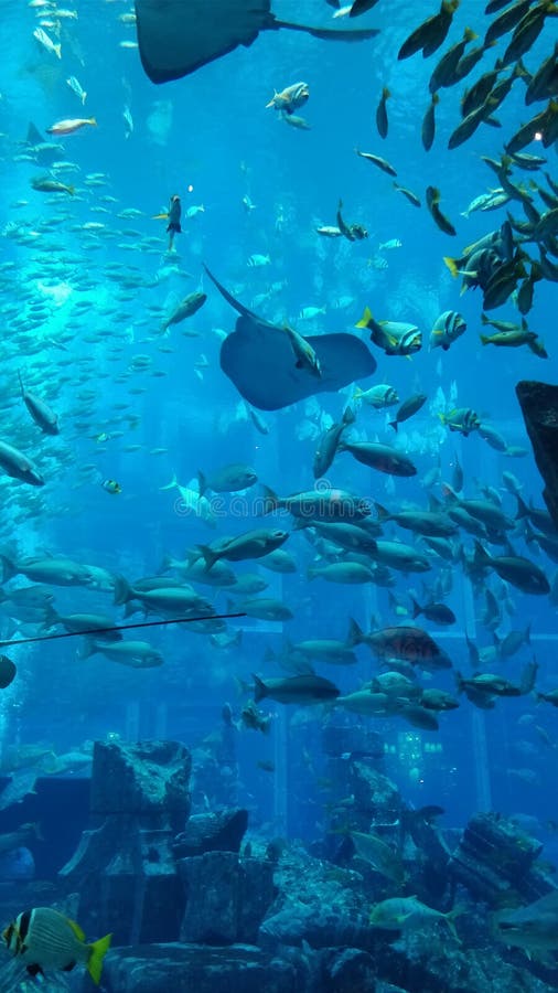 Big Fish aquarium stock photo. Image of swimming, underwater - 187269472