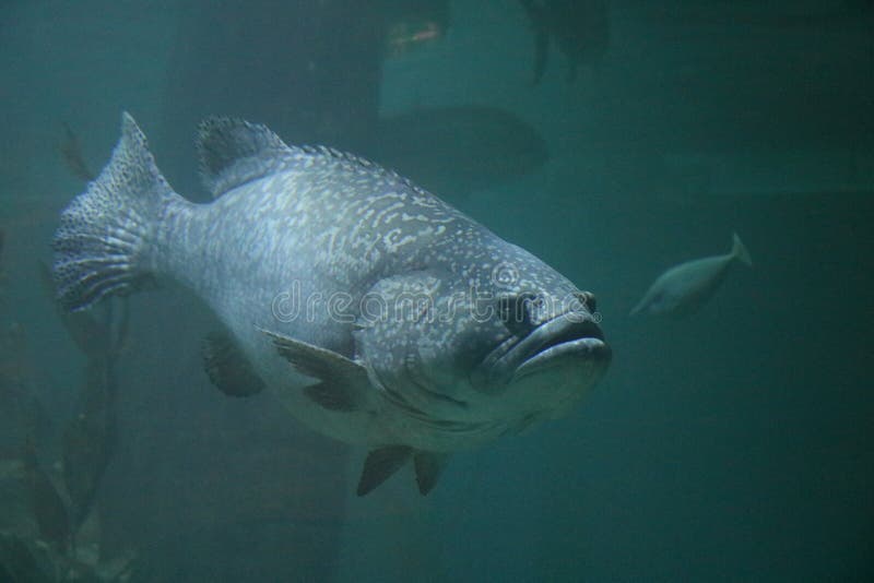Big fish in the aquarium stock image. Image of aquarium - 214031581
