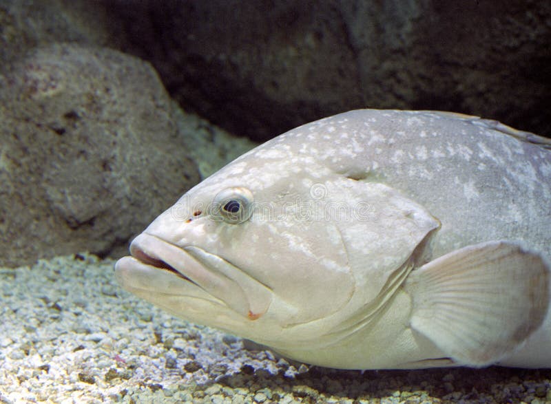 Big fish in aquarium stock image. Image of saltwater, atlantic - 3589383