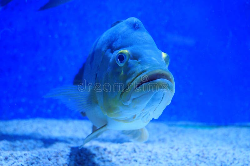 Big Fish in Aquarium. Underwater Video Stock Photo - Image of ...