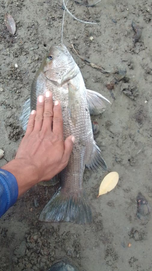 Big Fish Black Bass Fissing Stock Image - Image of black, bass: 362403175