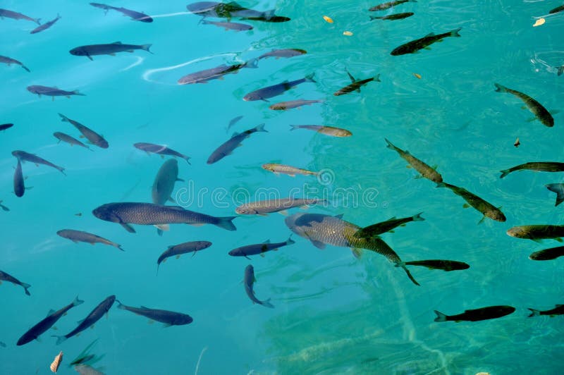 Big fish in blue water stock photo. Image of fish, river - 10691018