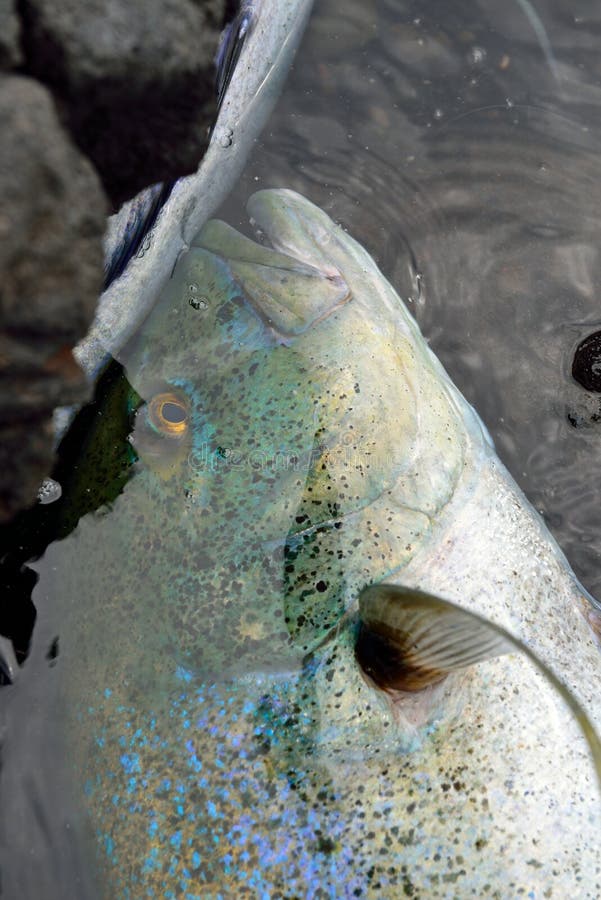 Big Fish Caught in Hawaii Big Island Stock Photo - Image of landscape ...