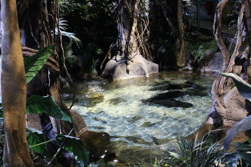 A Big Fish in the Clear Water. Stock Photo - Image of water, shiny ...