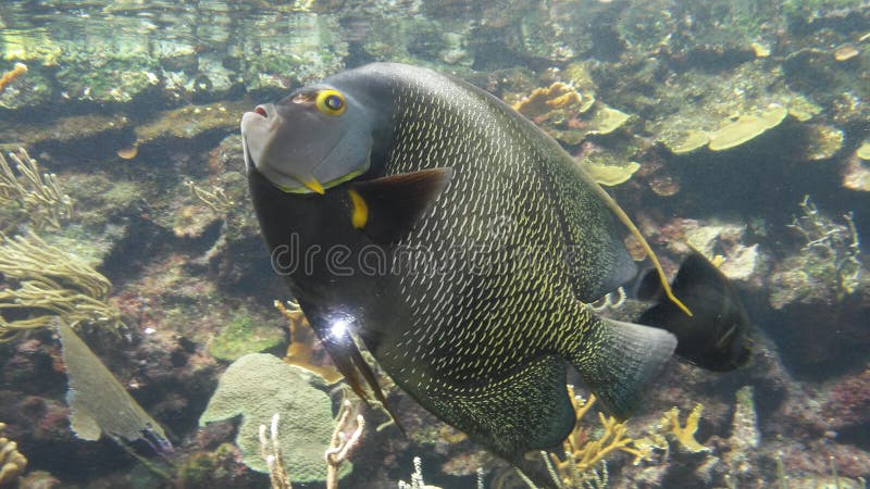 Big fish stock image. Image of mexico, fish, reef, coral - 93434101