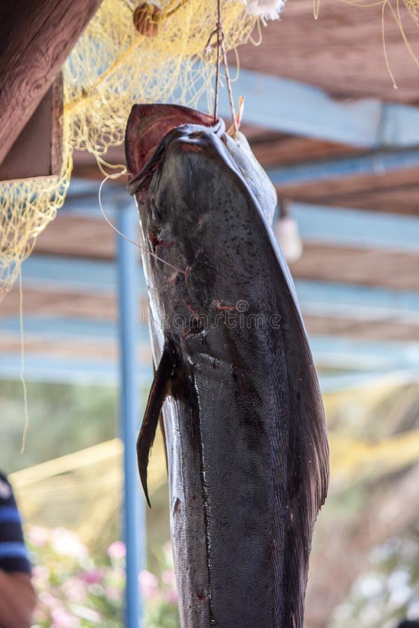 A big fish hanging to dry stock photo. Image of greece - 43308888