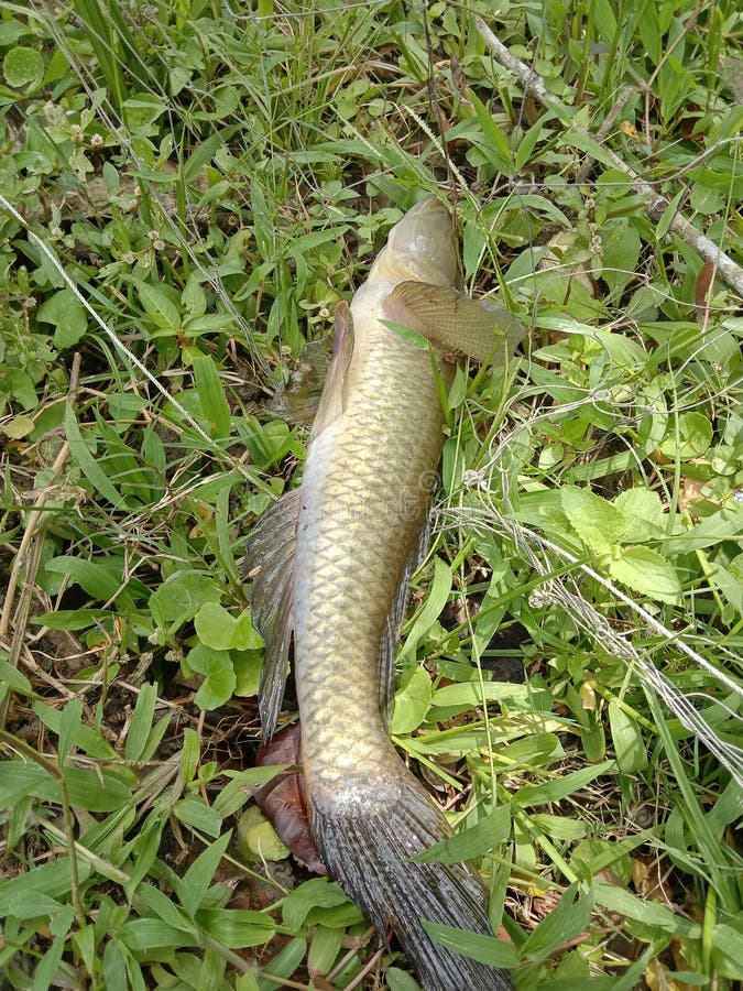 Baila Fish Stock Photos - Free & Royalty-Free Stock Photos from Dreamstime