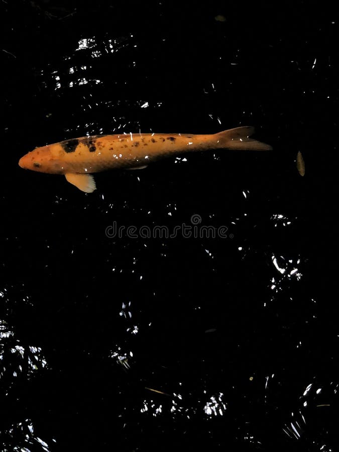 Big Fish Koi Aesthetic Photos Stock Photo - Image of wallpaper, fish ...