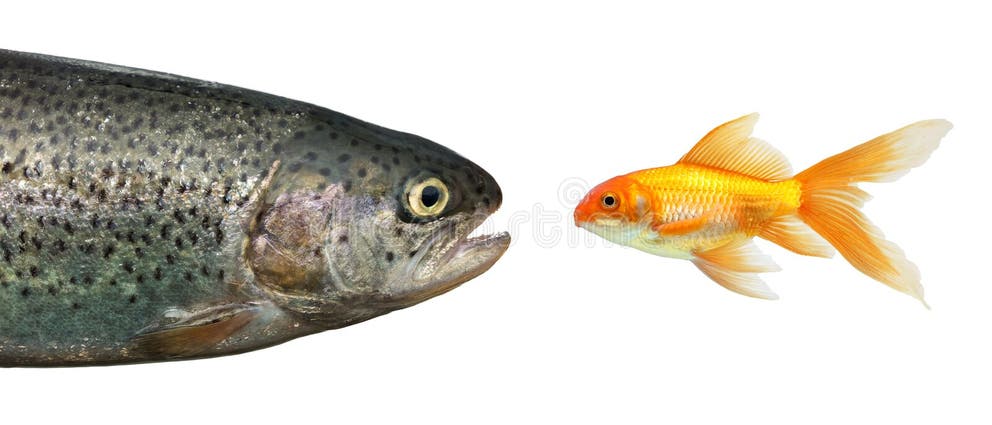 Big fish, little fish stock photo. Image of marine, fish - 13017576