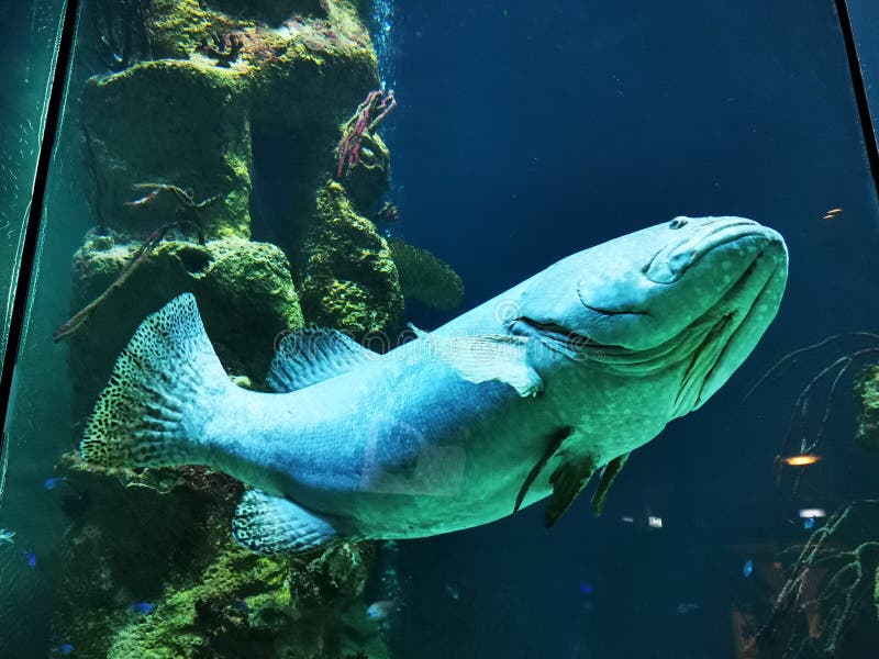 Big Fish Look Like Latimeria Stock Photo - Image of fish, wildlife ...