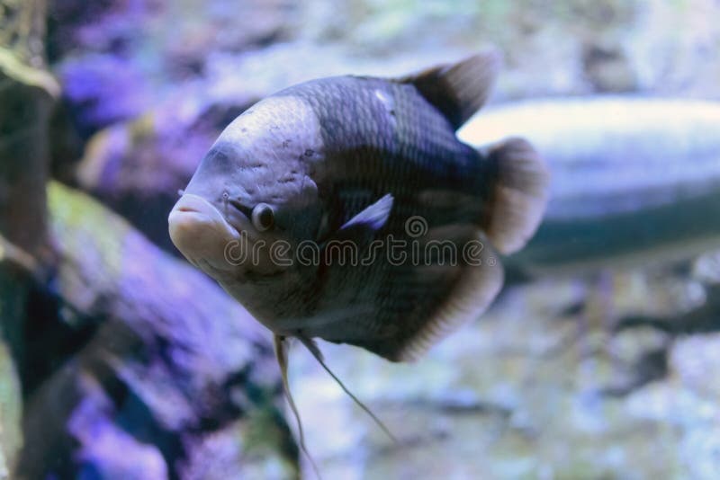 Big fish macro photo stock image. Image of aquatic, life - 74105035