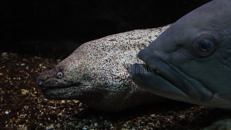 Big Grouper and Moray Eel Staring Side by Side Stock Footage - Video of ...