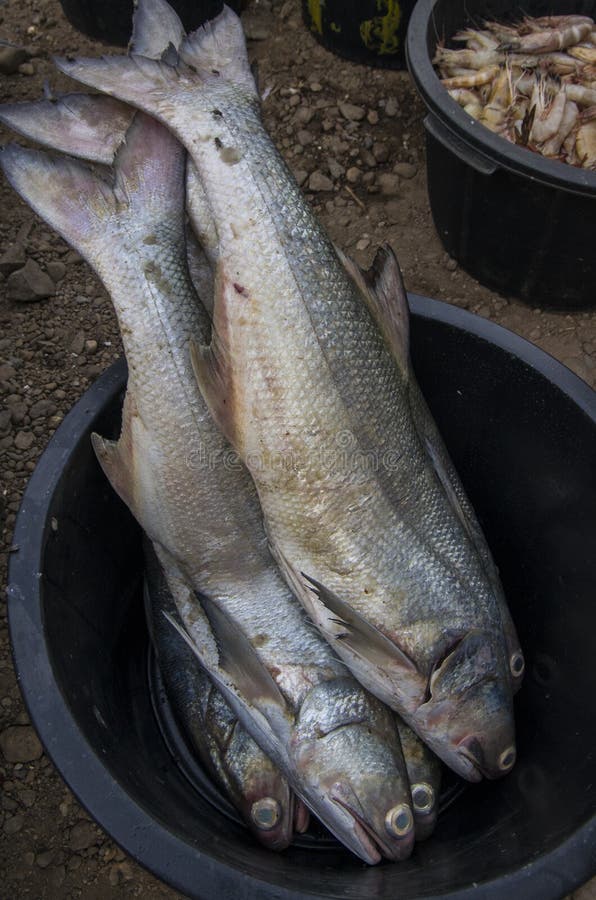 A big fish in Myanmar stock photo. Image of dawei, abundant - 38300738