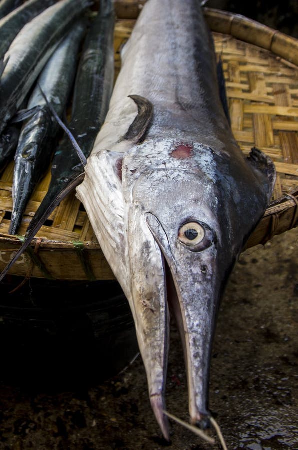 A Big Fish in MYANMAR - BURMA Editorial Photography - Image of dawei ...