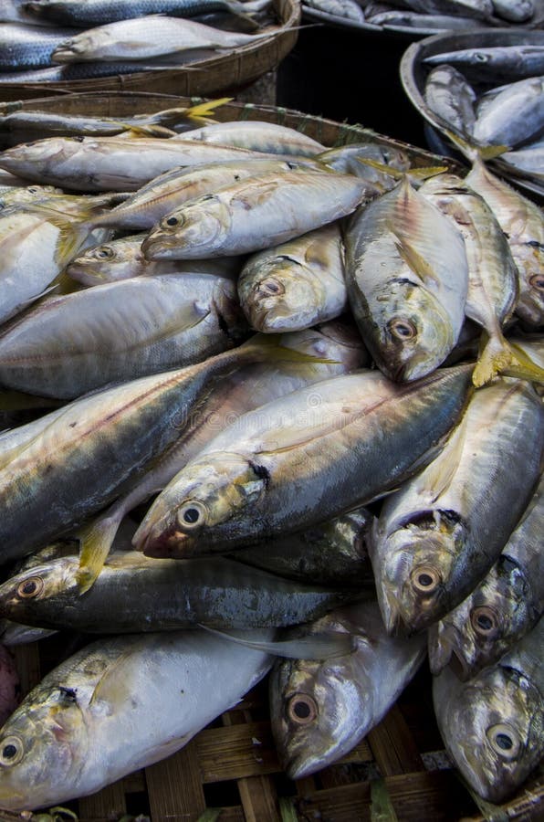 A big fish in Myanmar stock photo. Image of seafood, morning - 38301040