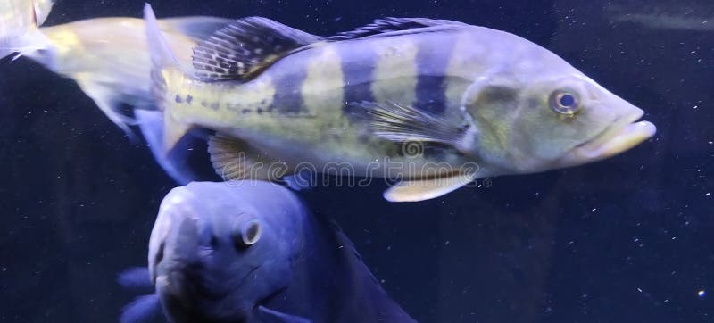 Big Fish Peacock Bass in the Aquarium Stock Photo - Image of fish ...
