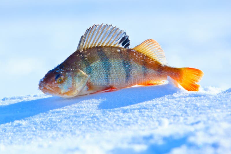 Big Fish Perch on Blue Ice . Stock Image - Image of bite, river: 337376667