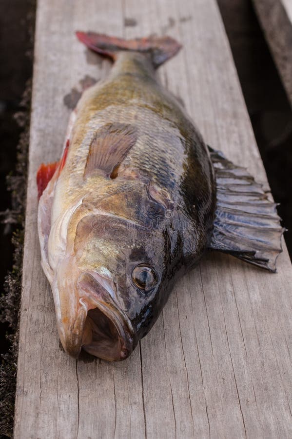 Big Fish (Perch) Freshly Caught on a Wooden Board Stock Photo - Image ...