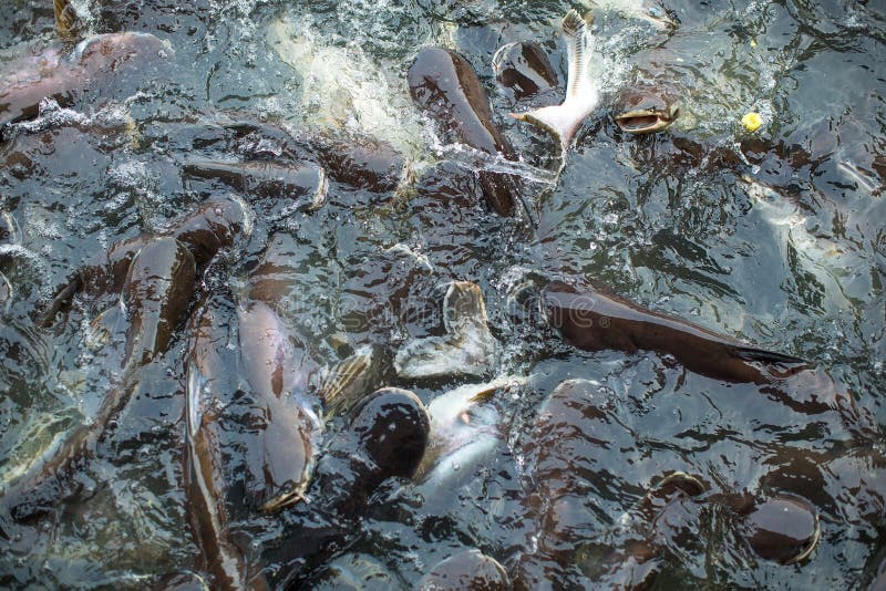 Big Fish in the Pond, Catfish. Nature. Stock Image - Image of exotic ...