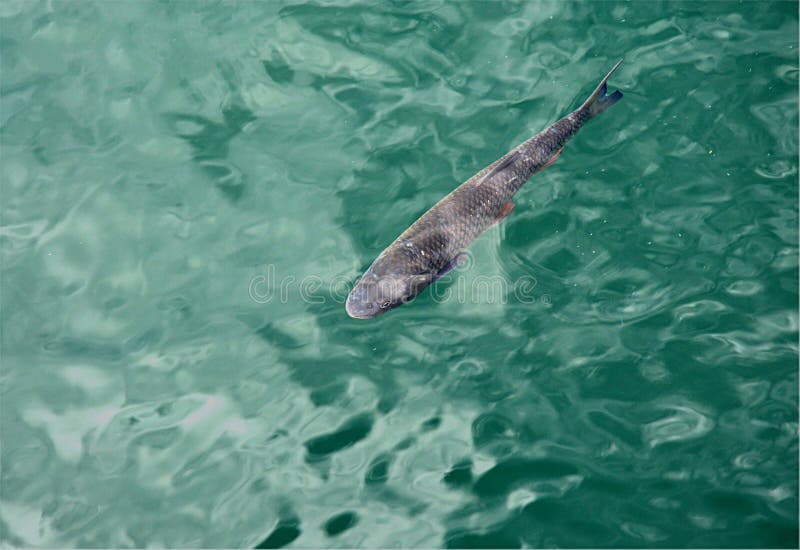Big fish in river stock image. Image of fish, blue, view - 114435489