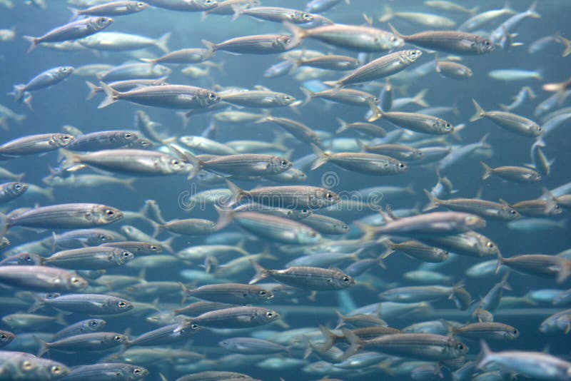 Big fish school stock photo. Image of green, fish, bait - 2992476
