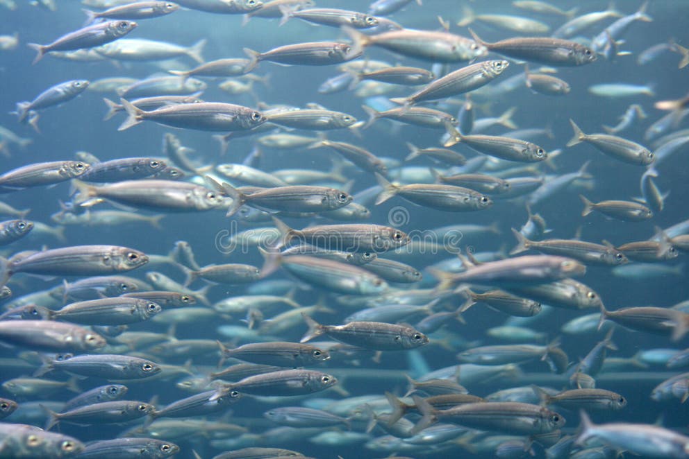Big fish school stock photo. Image of green, fish, bait - 2992476