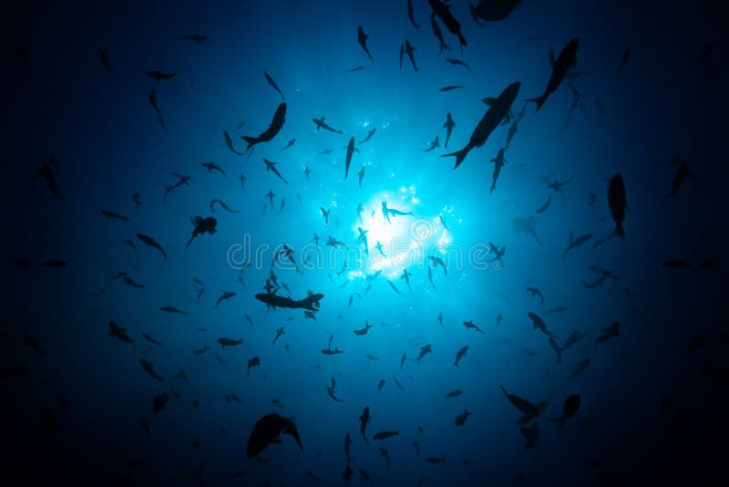 Big Fish School Swimming Under Shiny Water Surface Stock Photo - Image ...