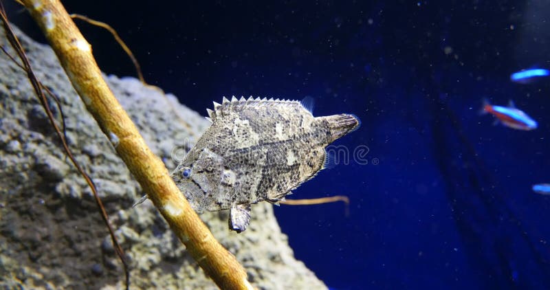 Big Fish with Sharp Nose Being Shy Stock Footage - Video of blue, fauna ...