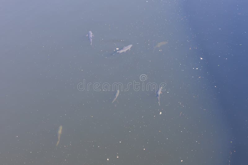 Big Fish Swim Underwater in the Dam Stock Photo - Image of european ...