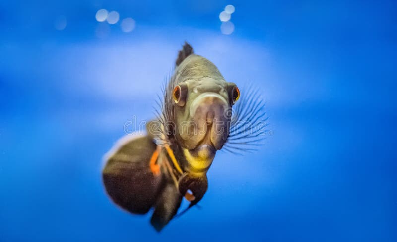 Big Fish Swimming in Aquarium Stock Photo - Image of tropical, ocean ...