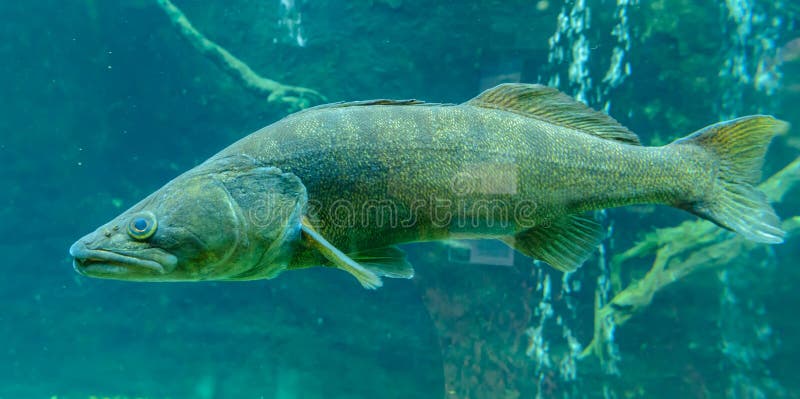 Big Fish Swimming in Aquarium Stock Image - Image of hunting, closeup ...