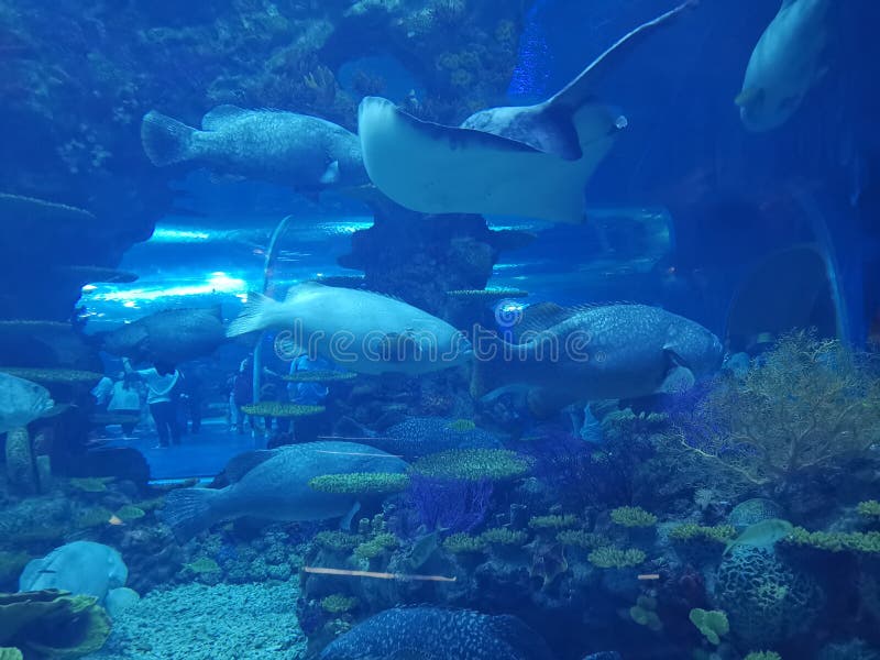 Big Fish Swimming in the Underwater World Stock Photo - Image of life ...